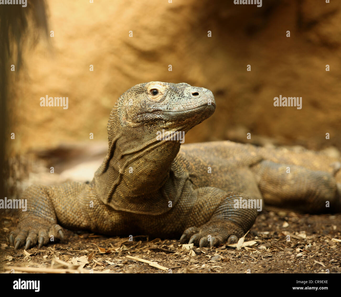 Portrait of a Komodo Dragon Stock Photo - Alamy