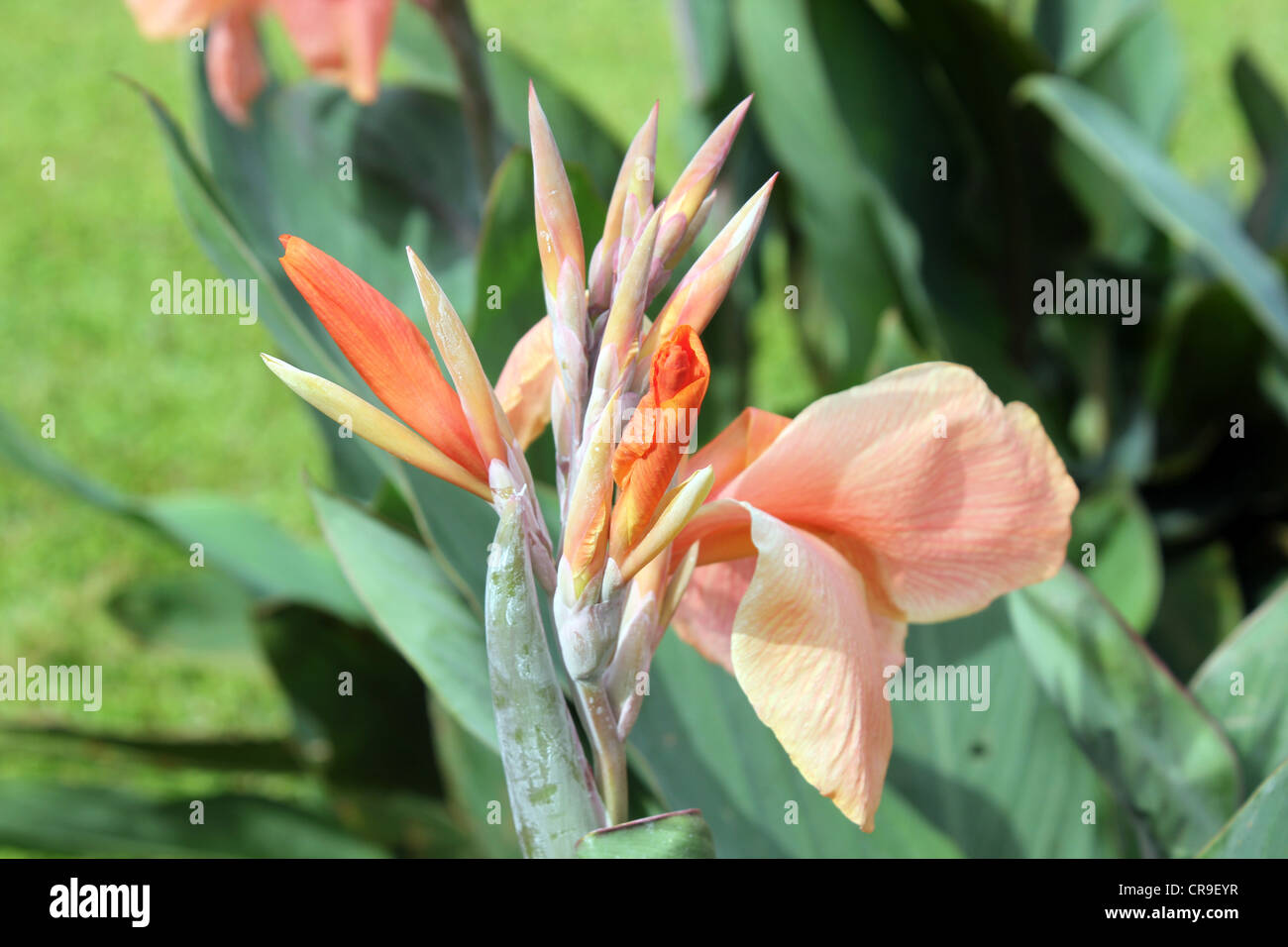 Flower of Canna plant Cannaceae Stock Photo - Alamy