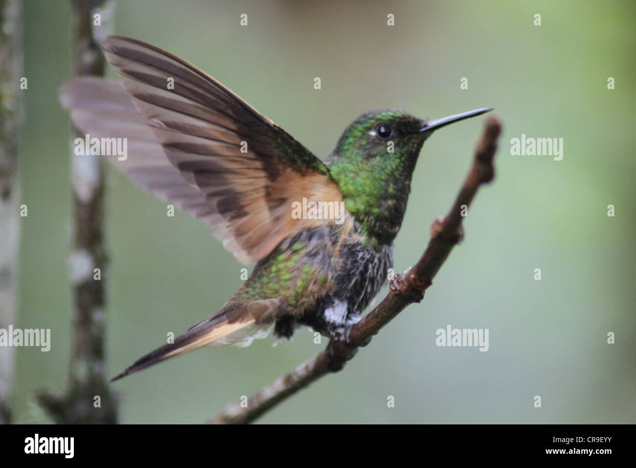 Humming bird with wings outstretched Stock Photo - Alamy