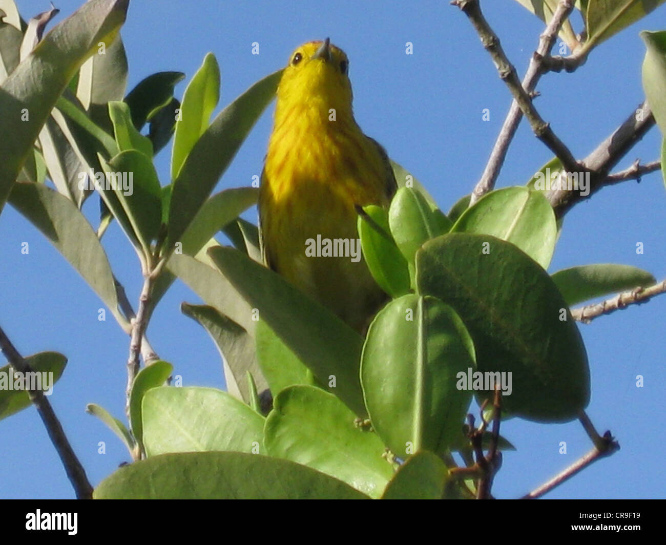 Warbler tree hi-res stock photography and images - Alamy