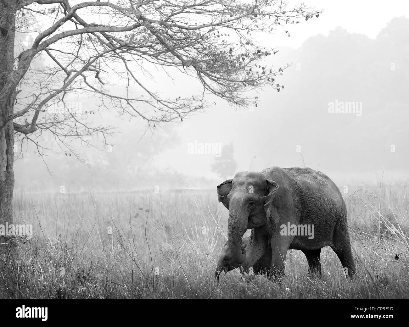 Jim Corbett National Park Stock Photos & Jim Corbett National Park ...