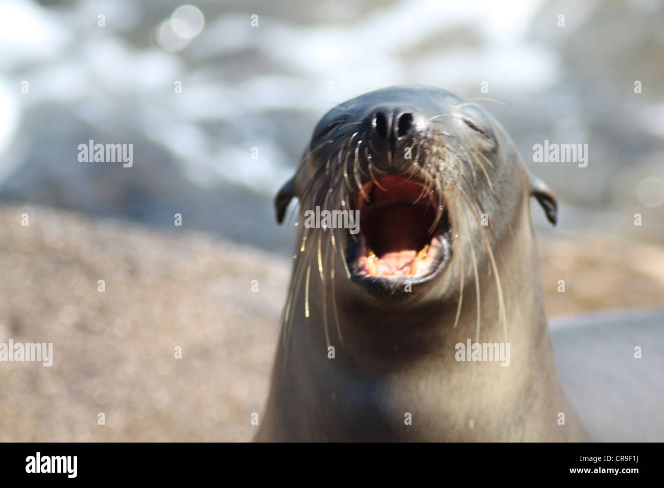 Seal with open mouth shouting at camera Stock Photo - Alamy