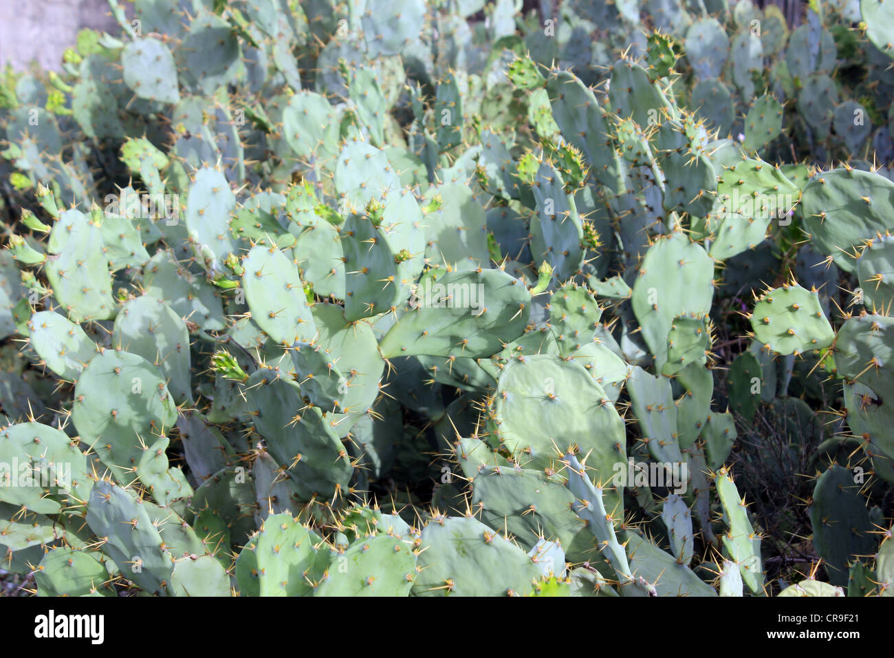 Thorny plants hi-res stock photography and images - Alamy