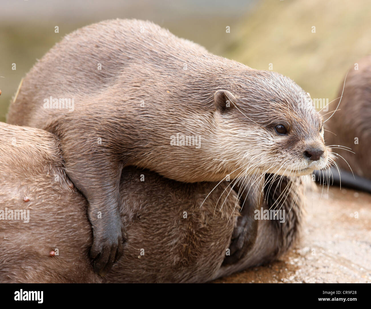 A pair of cuddling Otters Stock Photo - Alamy
