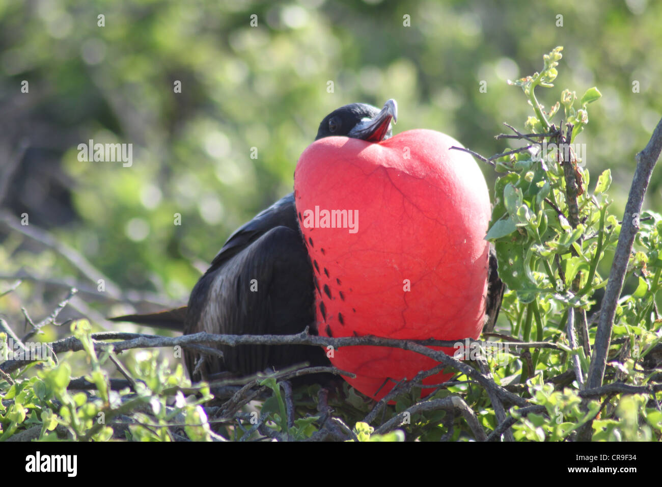 Frigate bird Galapagos Islands Ecuador with red throat Stock Photo - Alamy