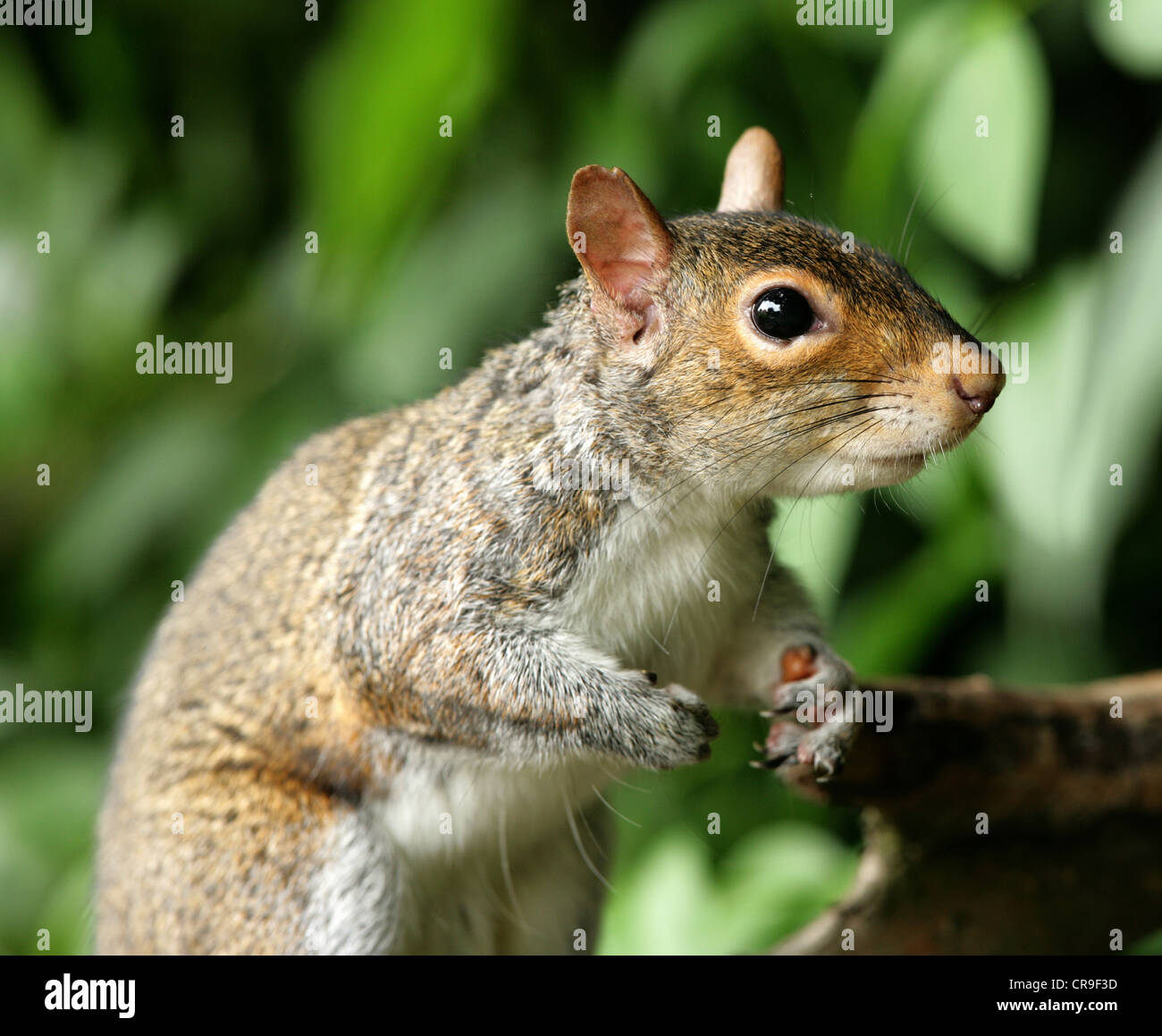 Portrait of a Grey Squirrel Stock Photo - Alamy