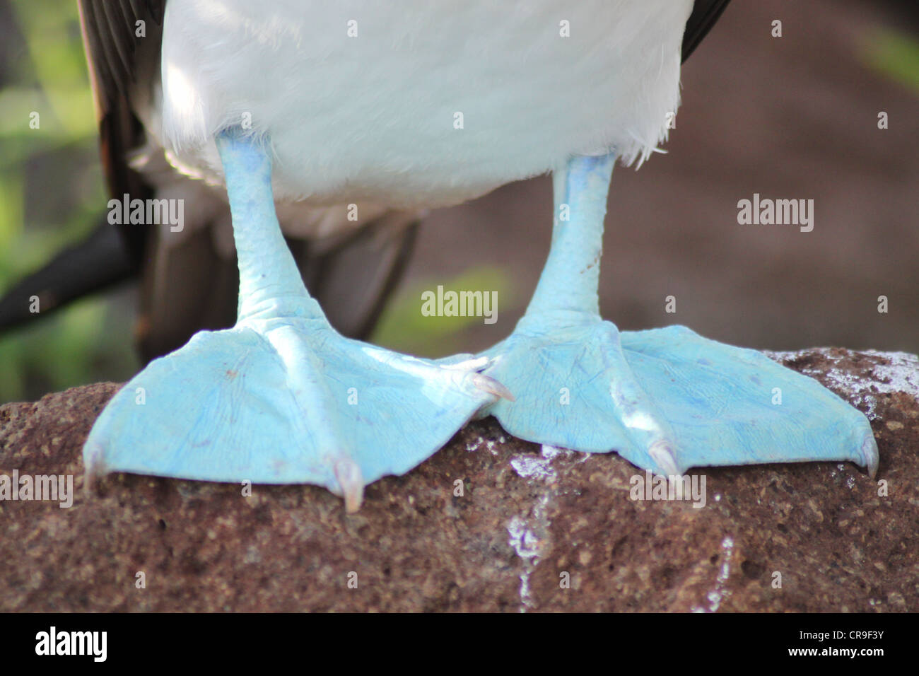 Blue feet of blue footed booby Stock Photo - Alamy