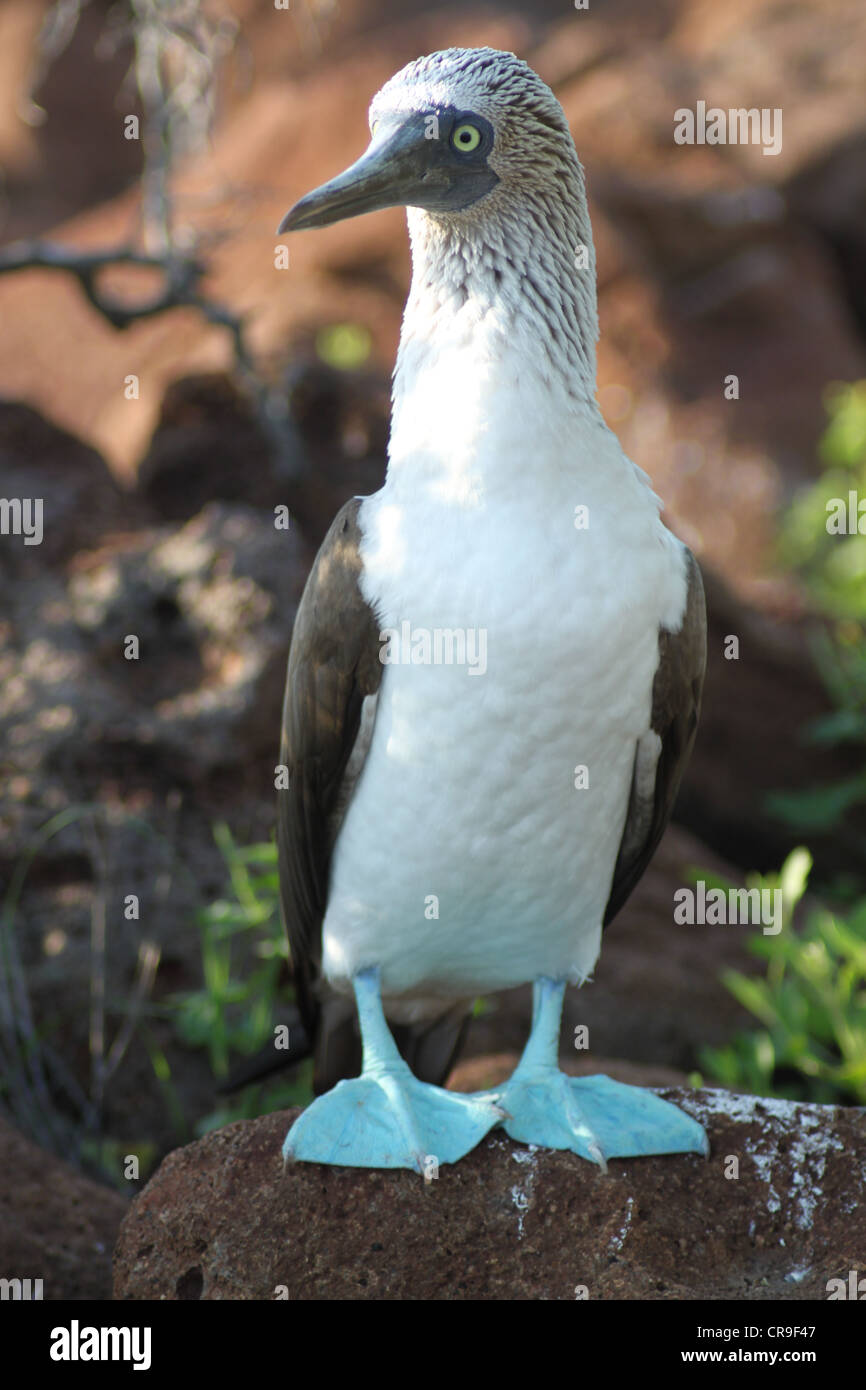 Booby Bird Stock Photos & Booby Bird Stock Images - Alamy