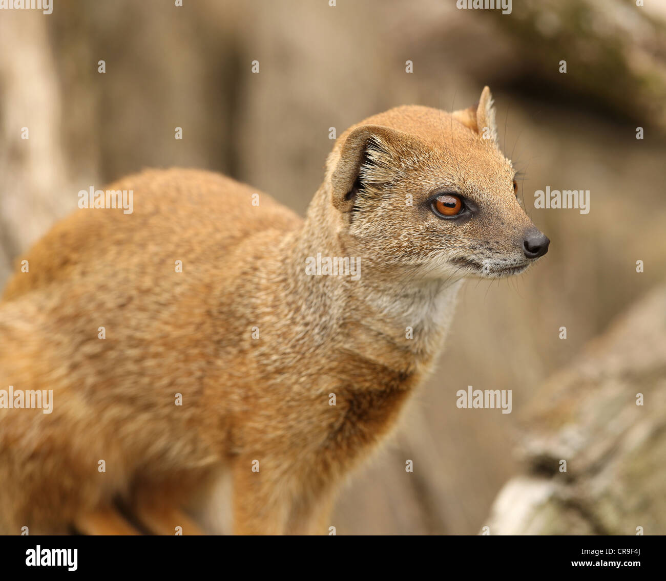Cute Yellow Mongoose High Resolution Stock Photography and Images - Alamy