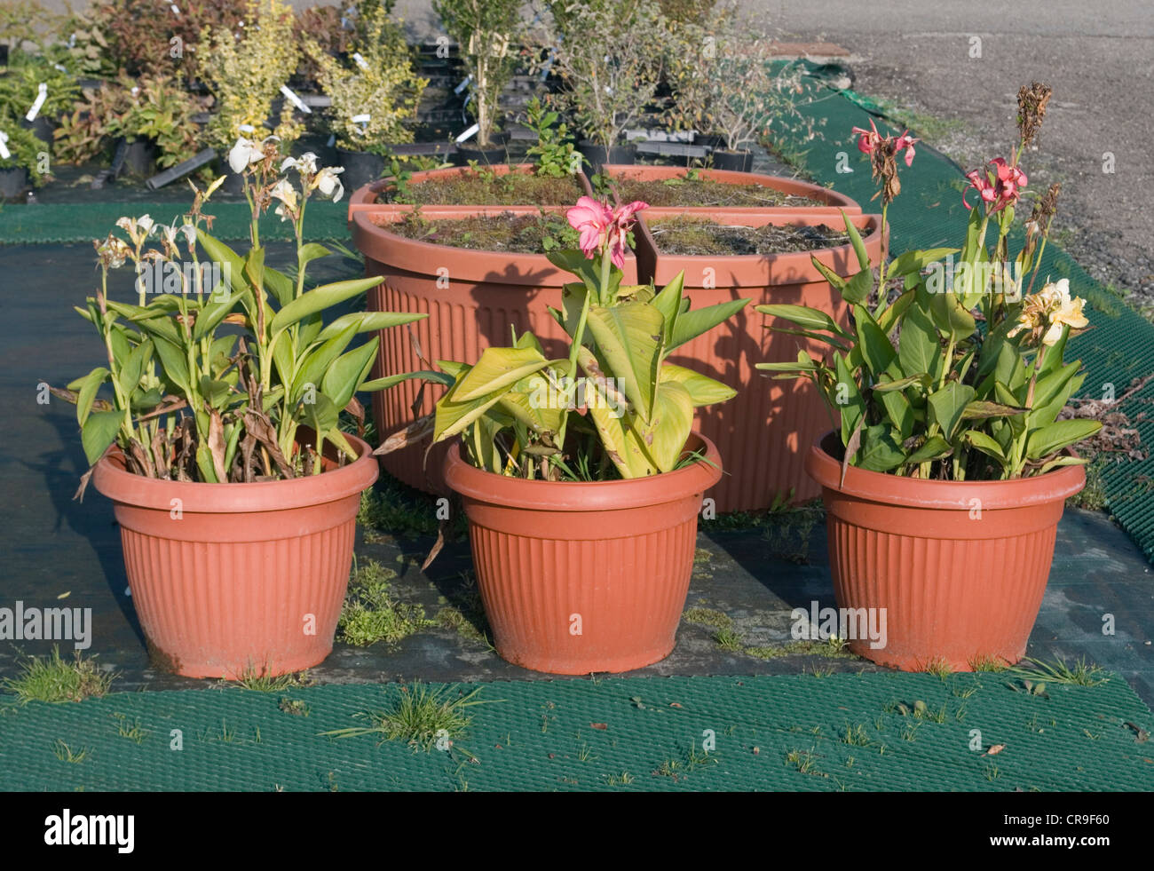 assorted potted plants in nursery Stock Photo - Alamy