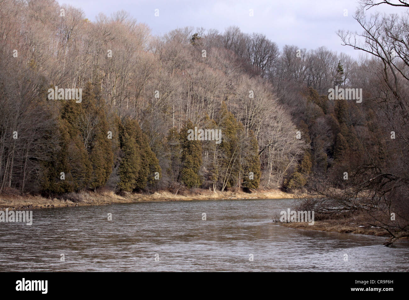 Treeline and tree hi-res stock photography and images - Alamy