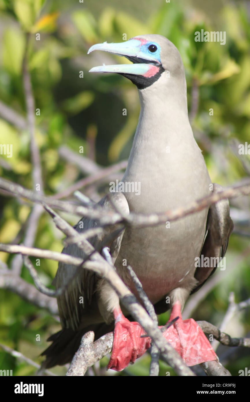 Red footed booby bird Stock Photo - Alamy