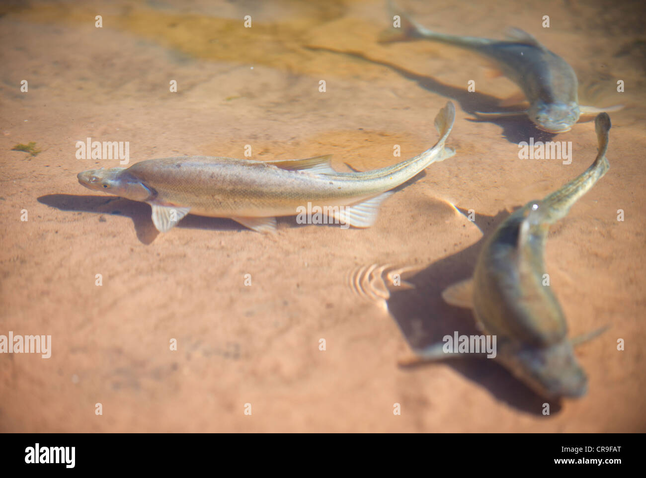Chub fish hi-res stock photography and images - Alamy