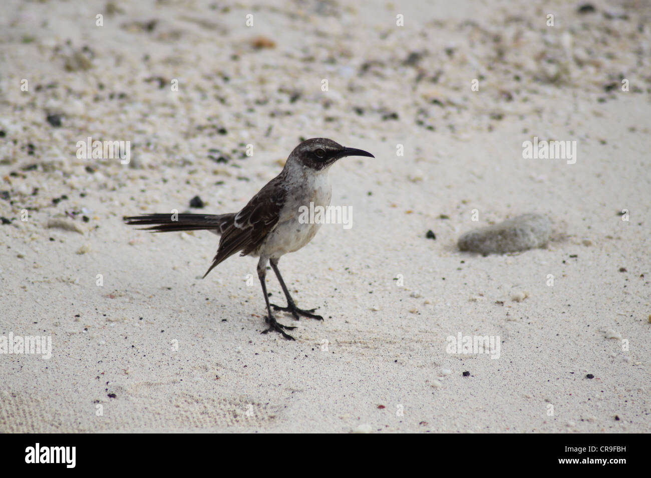 Turnstone bird hi-res stock photography and images - Alamy