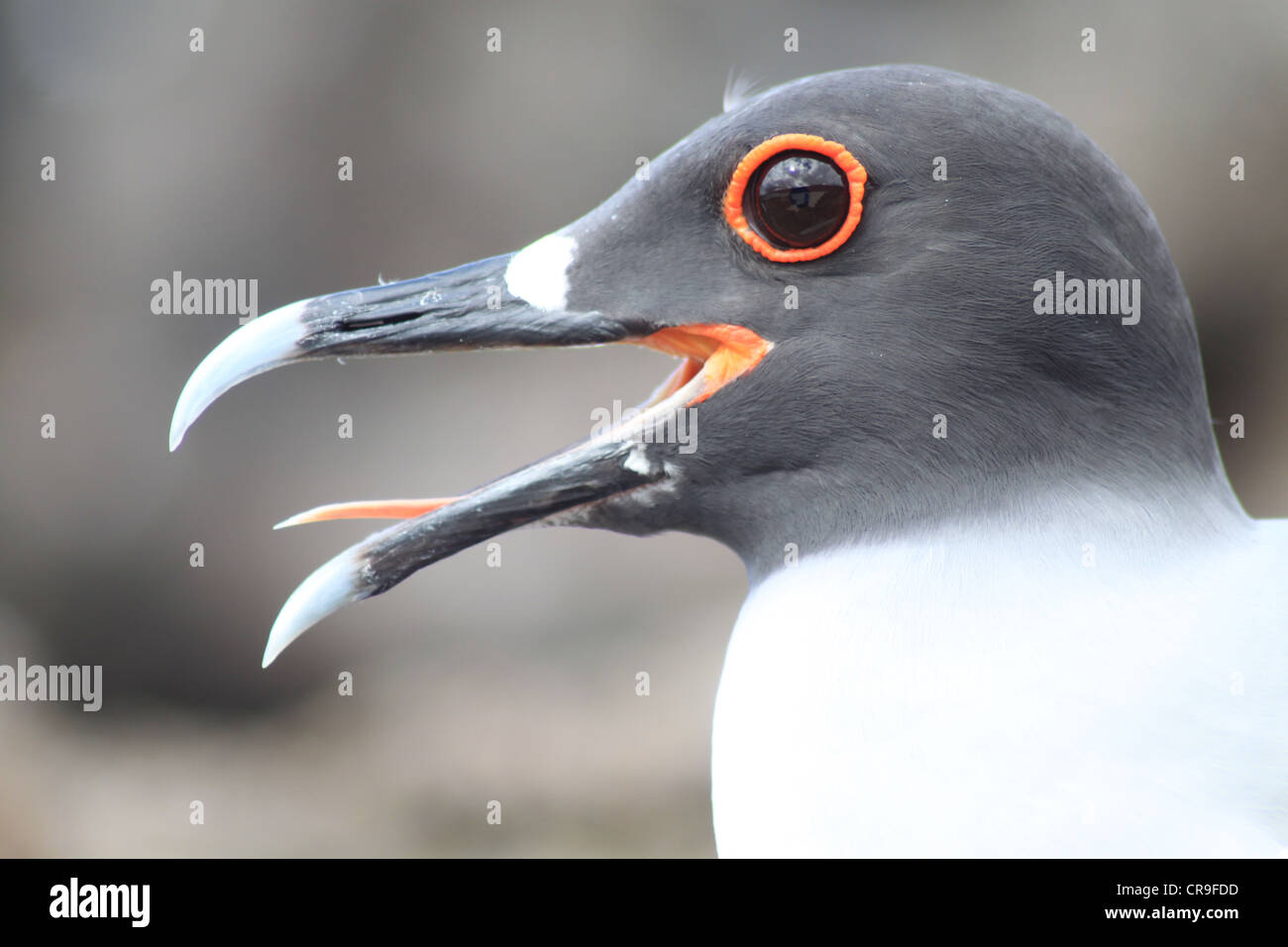 Swallow tailed gull Stock Photo - Alamy