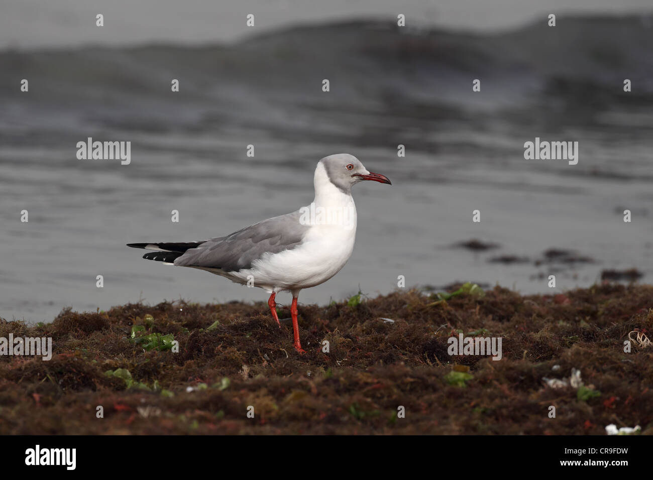 Grey-headed Gull (Chroicocephalus cirrocephalus Stock Photo - Alamy
