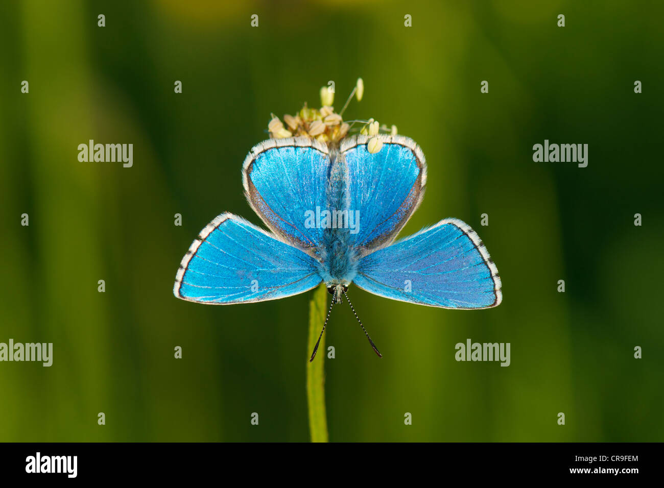 Male Adonis Blue butterfly basking in early morning sun to warm up ...