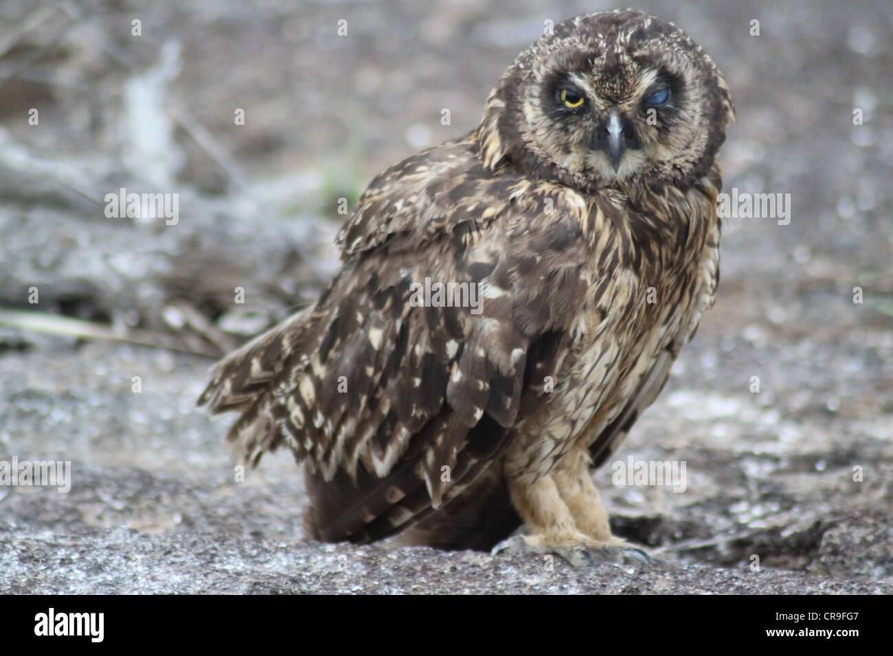 Blind in one eye hi-res stock photography and images - Alamy
