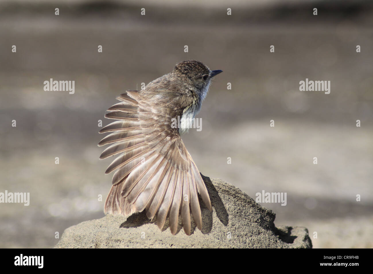 One wing hi-res stock photography and images - Alamy