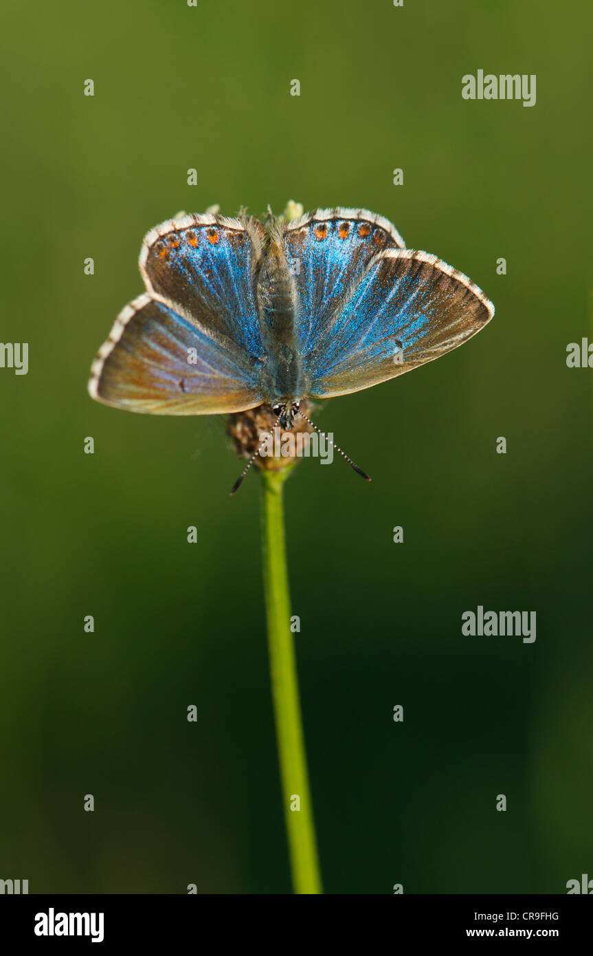 Female adonis blue hi-res stock photography and images - Alamy