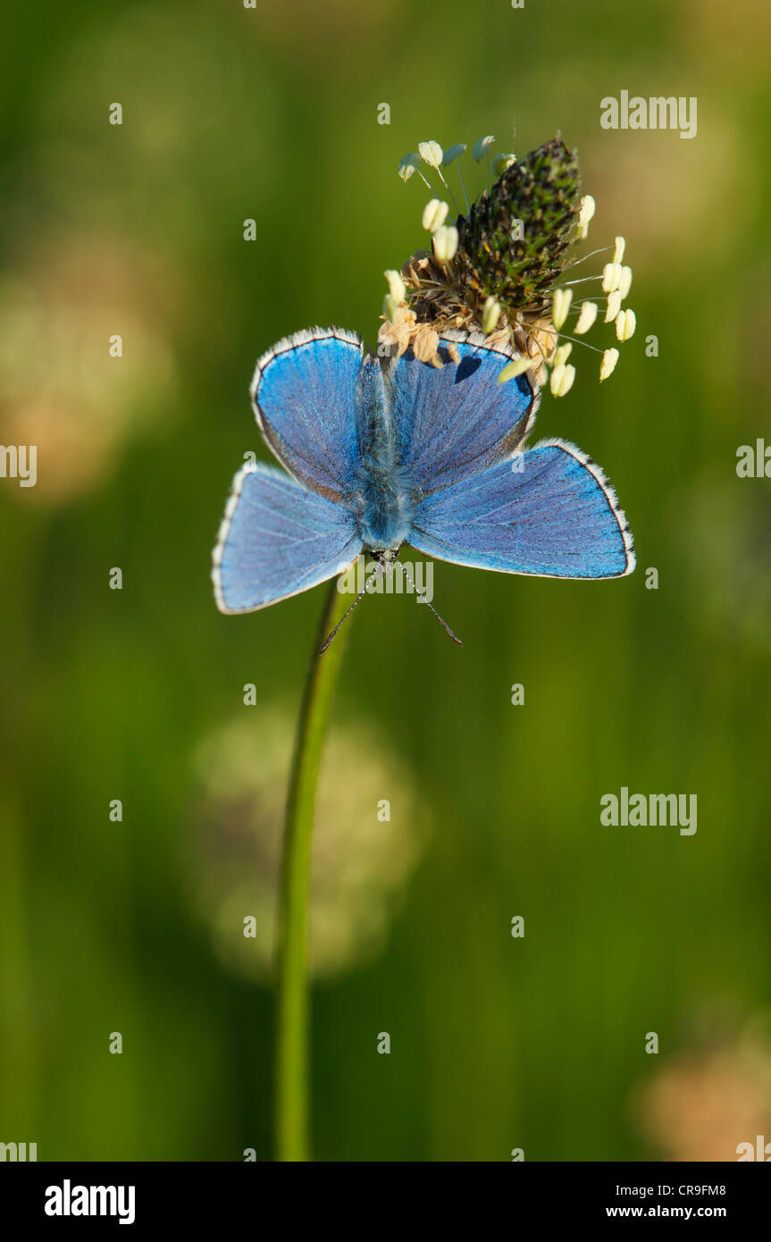 Male Adonis Blue butterfly basking in early morning sun to warm up ...