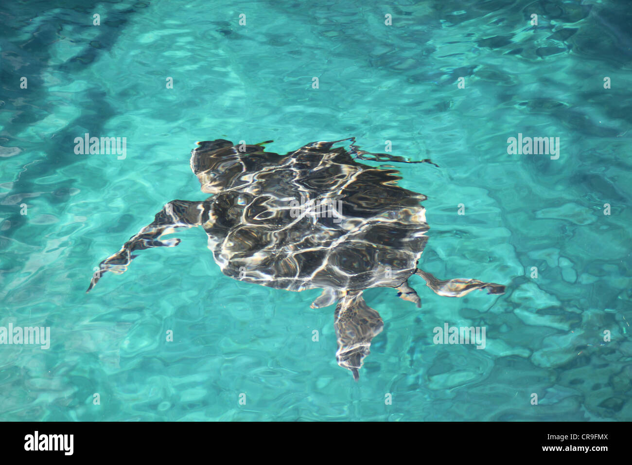 Green sea turtle Galapagos Islands Ecuador Stock Photo - Alamy