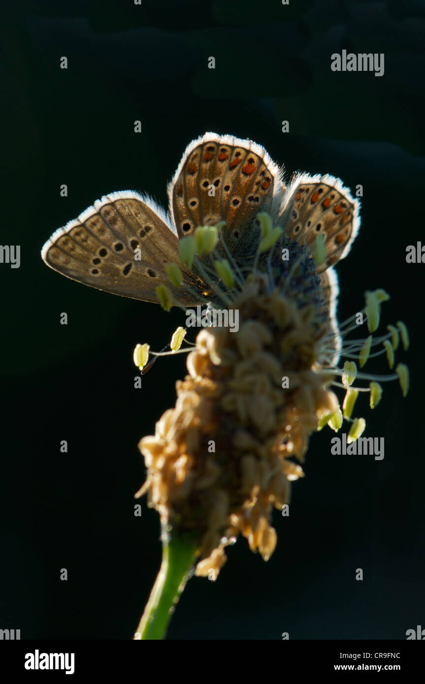Adonis blue chalkland hi-res stock photography and images - Alamy