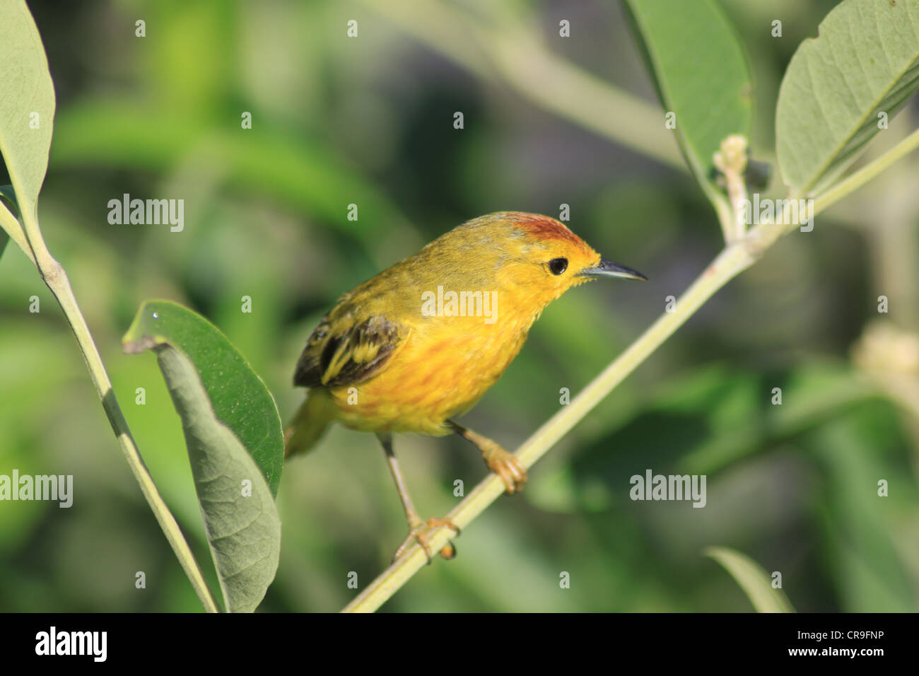 Galapagos yellow bird hi-res stock photography and images - Alamy
