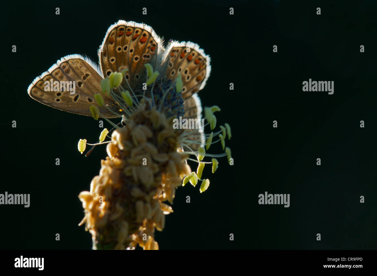 Male Adonis Blue butterfly basking in early morning sun to warm up ...