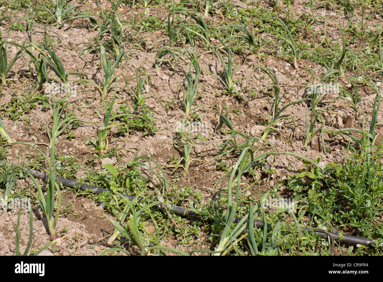 Organically grown onions hi-res stock photography and images - Alamy