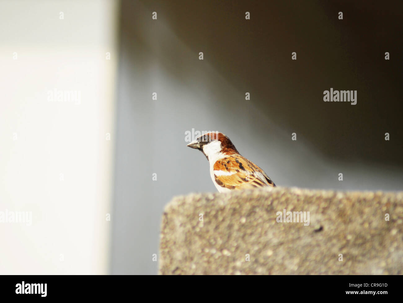 Male sparrow india hi-res stock photography and images - Alamy