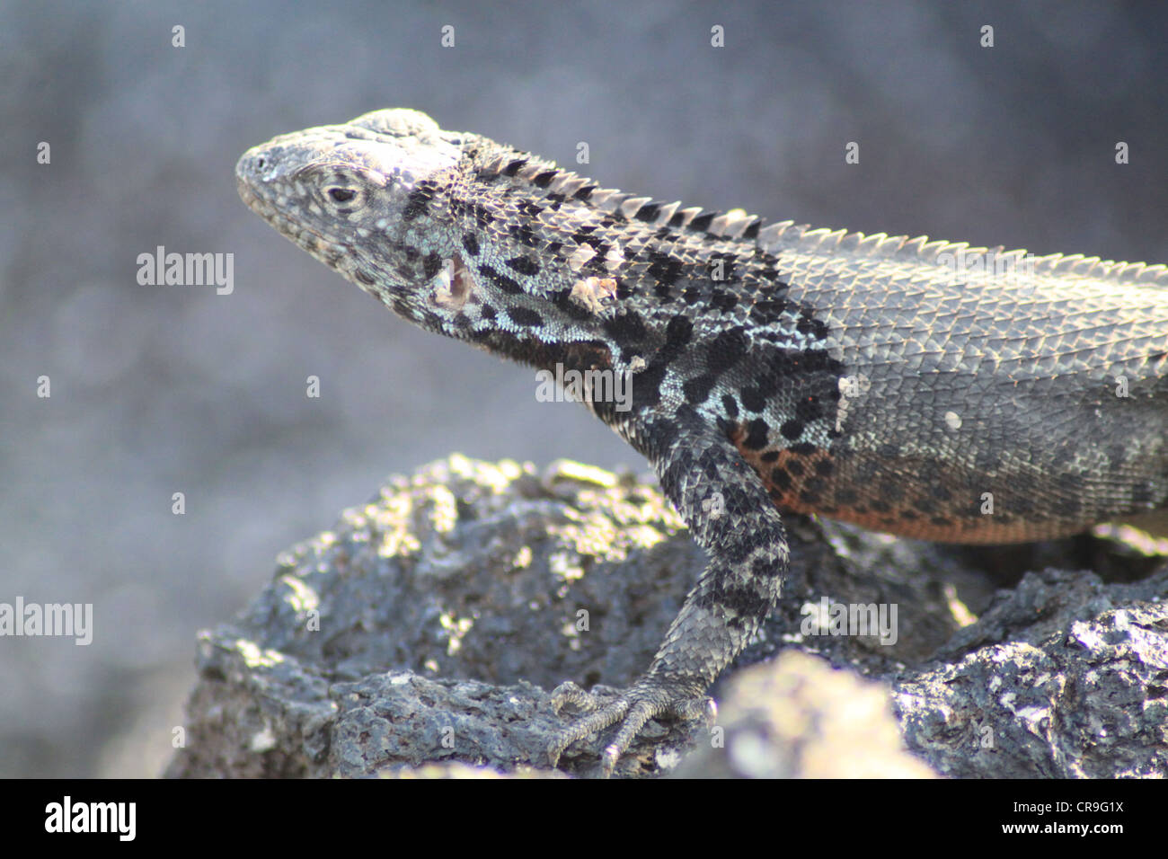 Black and grey gecko Galapagos Islands, Ecuador Stock Photo - Alamy