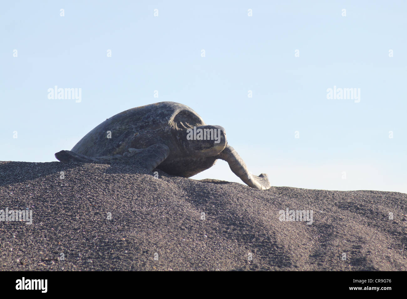 Female turtle heading for sea after she has laid her eggs Stock Photo ...