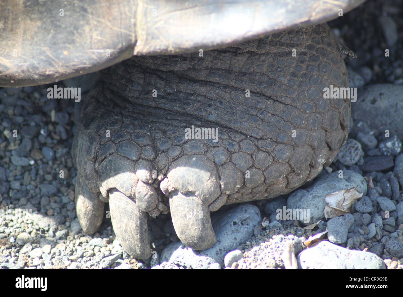 Giant tortoise detail of foot and shell Galapagos Islands Ecuador Stock ...