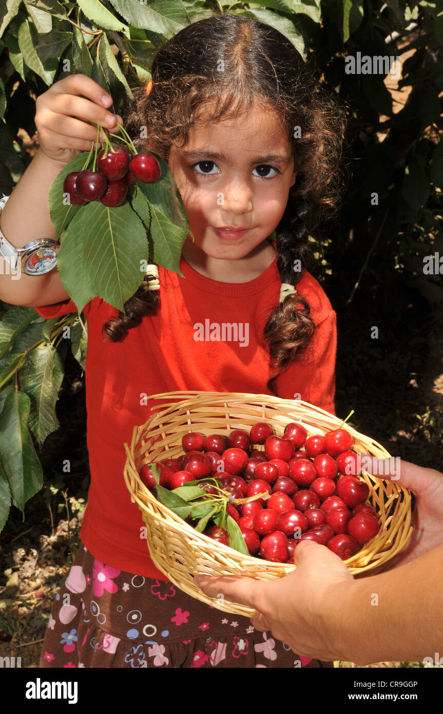 Cherry picking in the Golan, Israel Stock Photo - Alamy