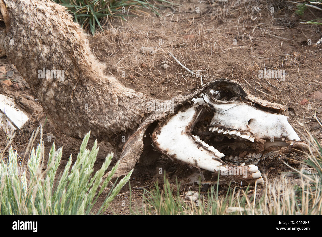 Guanaco (Lama guanicoe) caught on wire fence dead adult skeletal ...