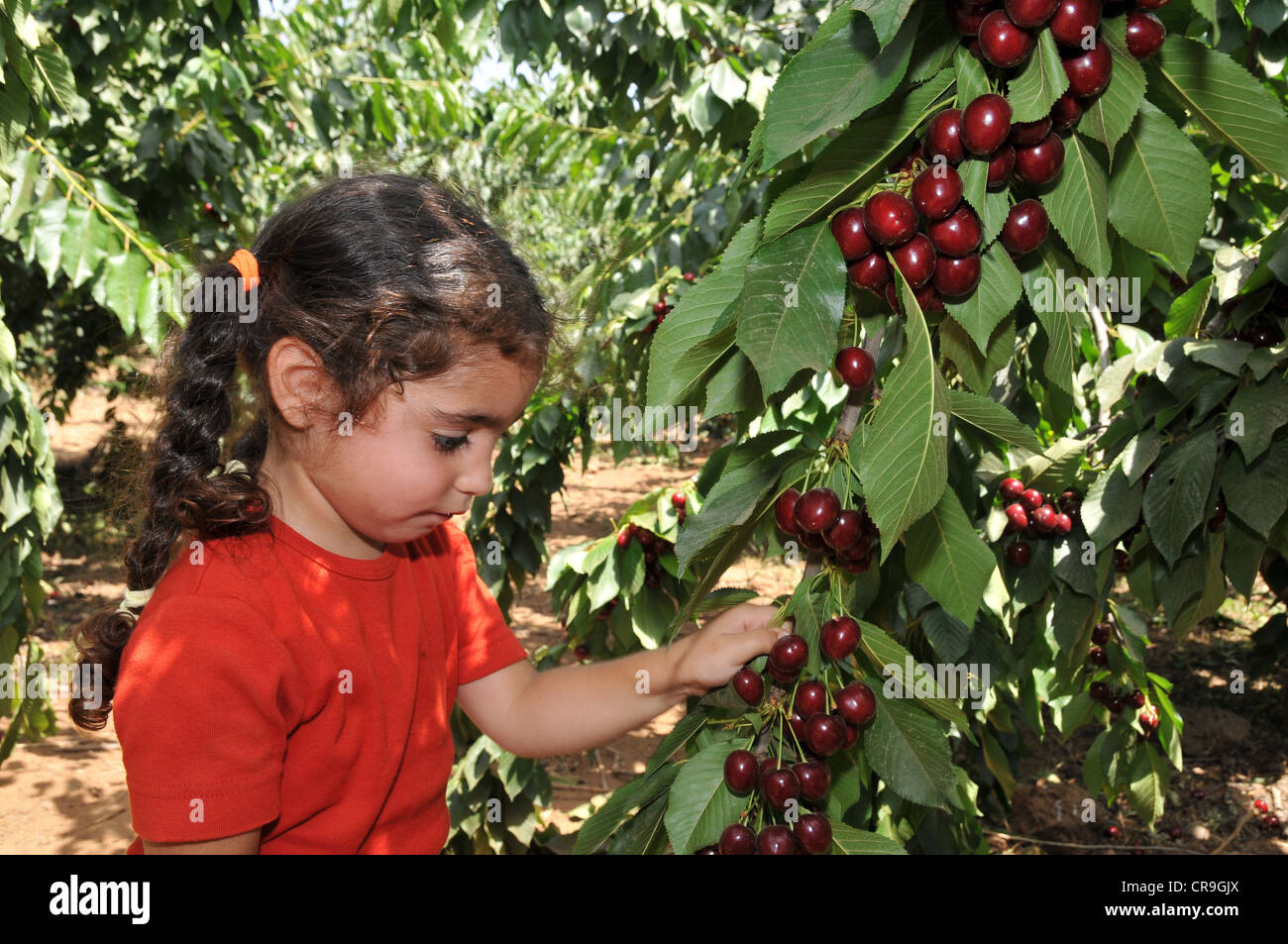 Cherry picking in the Golan, Israel Stock Photo - Alamy