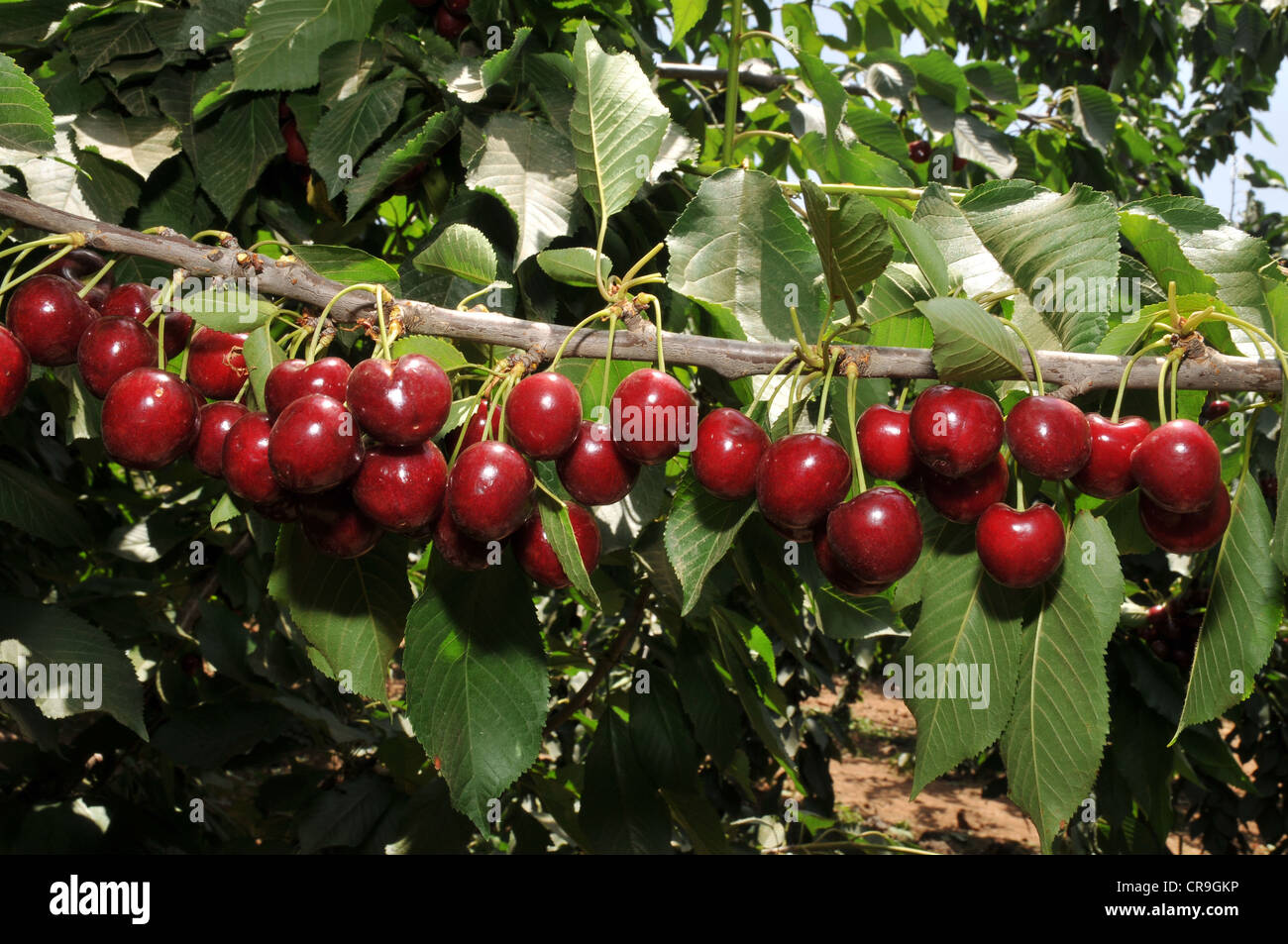 Golan cherry hi-res stock photography and images - Alamy