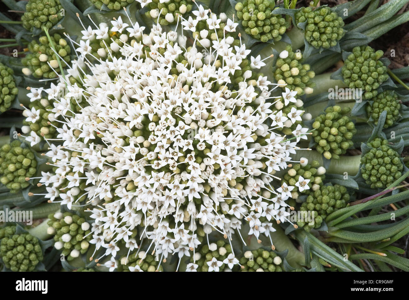 Boopis australis hi-res stock photography and images - Alamy