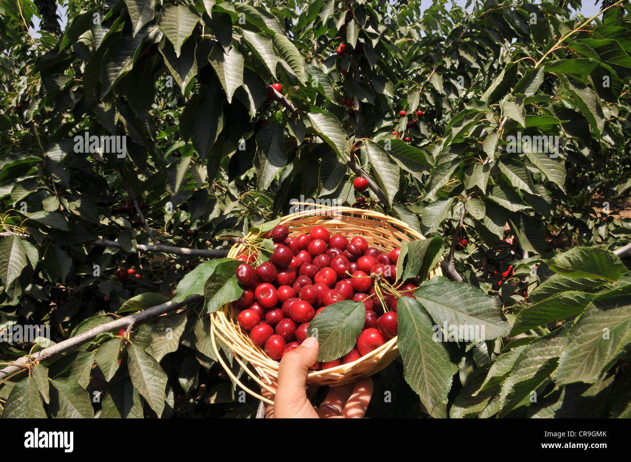 Cherry picking in the Golan, Israel Stock Photo - Alamy