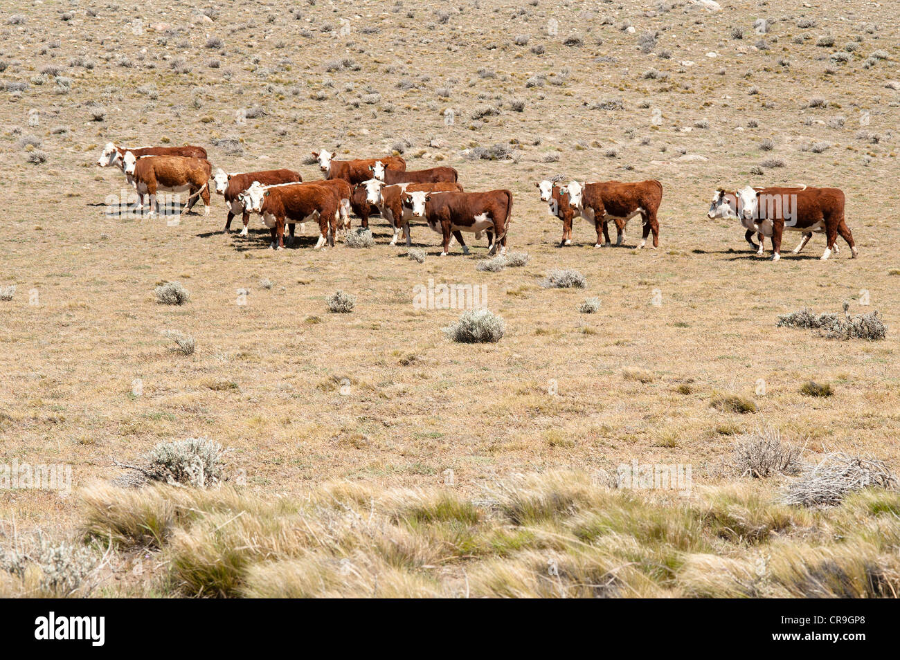 Forward facing cow hi-res stock photography and images - Alamy