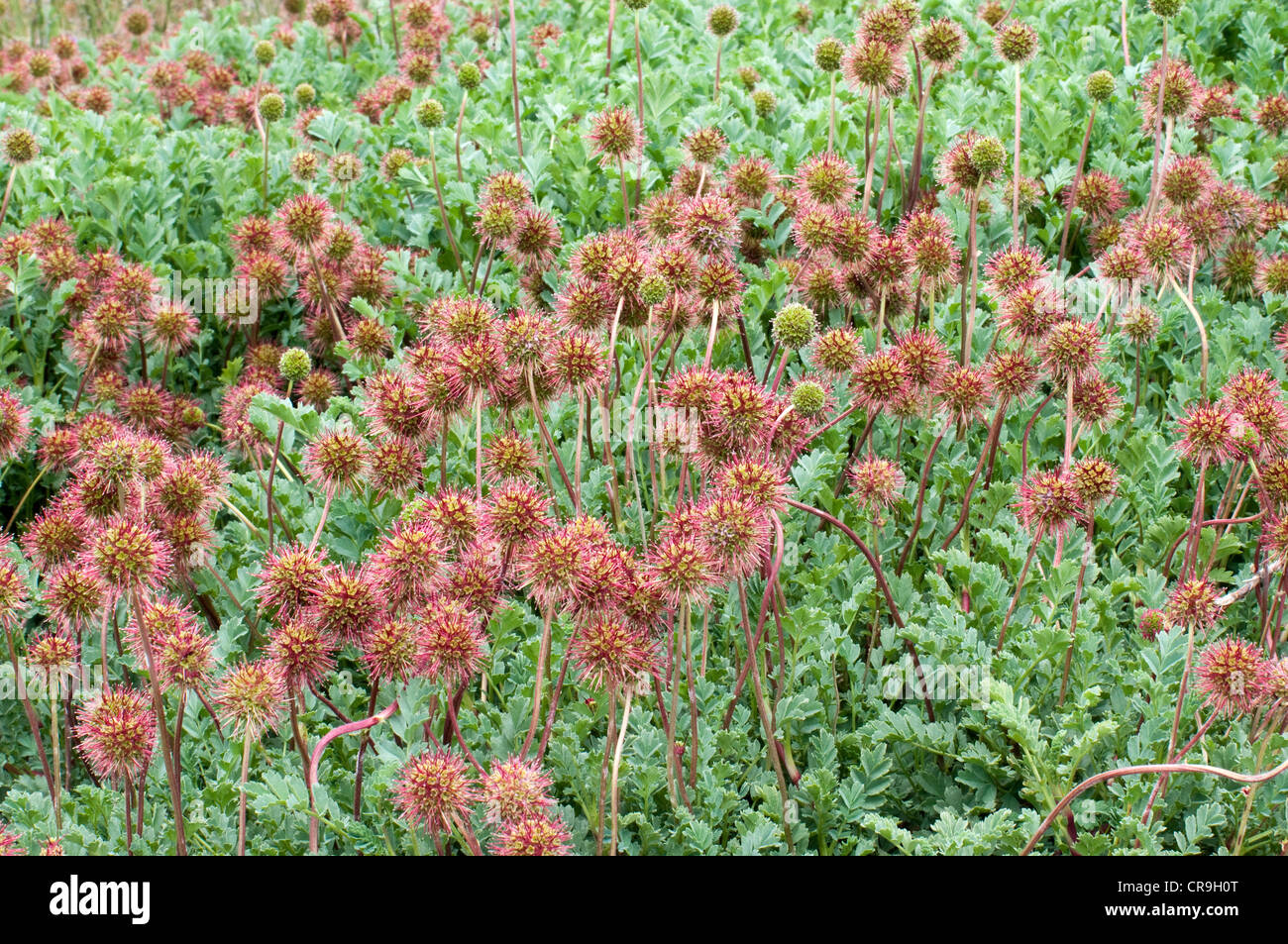 Prickly burr hi-res stock photography and images - Alamy