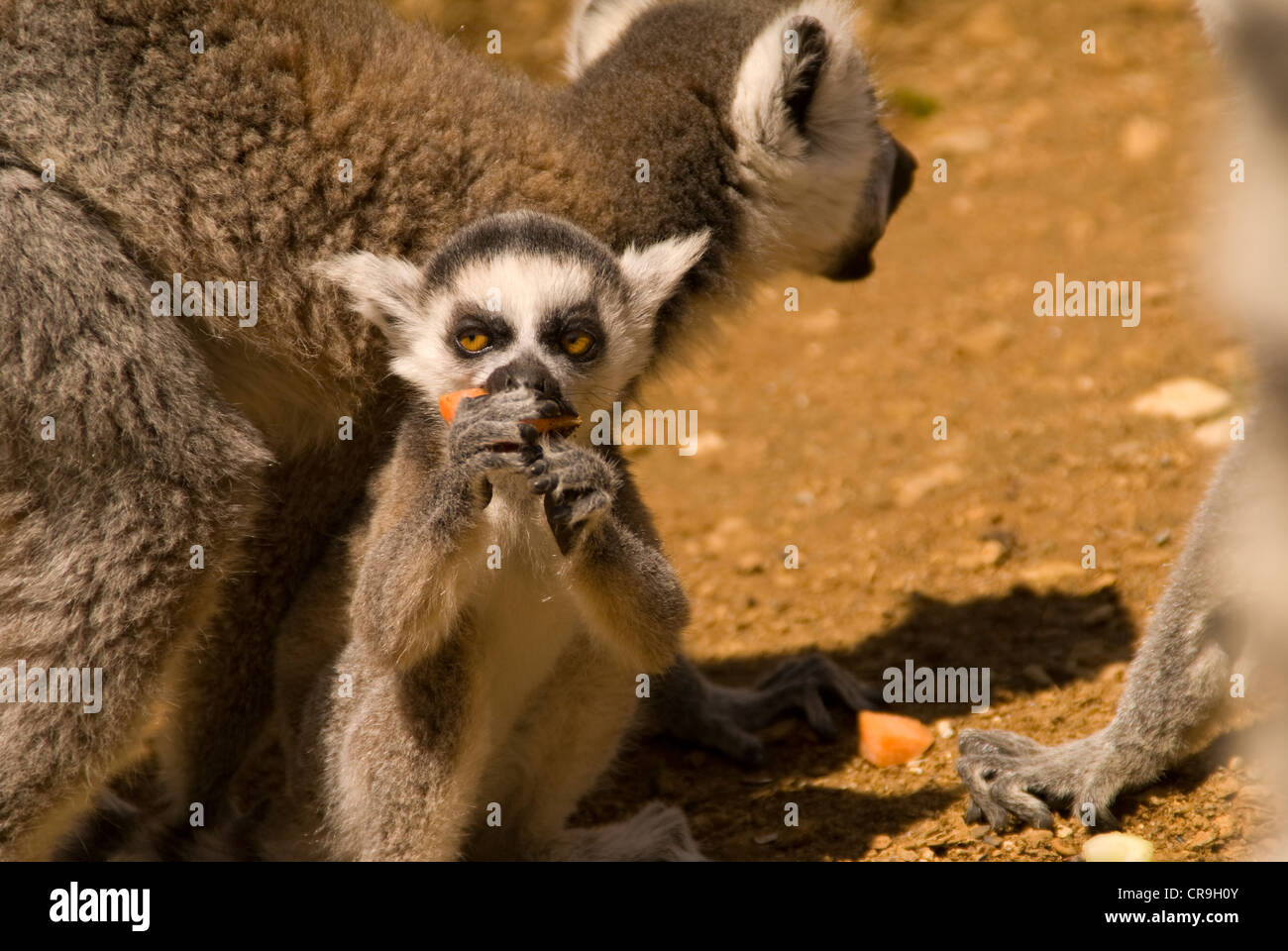 Baby Ring-tailed Lemur eating fruit by it's mother Stock Photo - Alamy