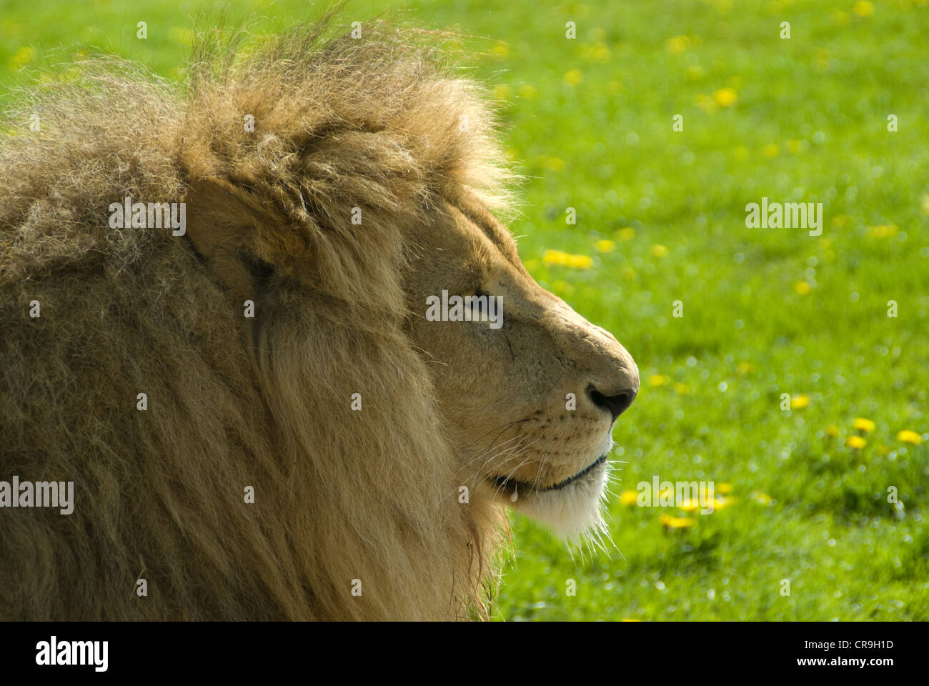 Male lion relaxing in the grass but watchful Stock Photo - Alamy