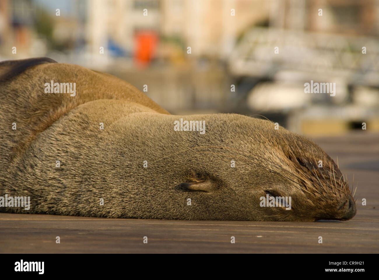 Seal sleeping on the quay in Cape Town Stock Photo - Alamy