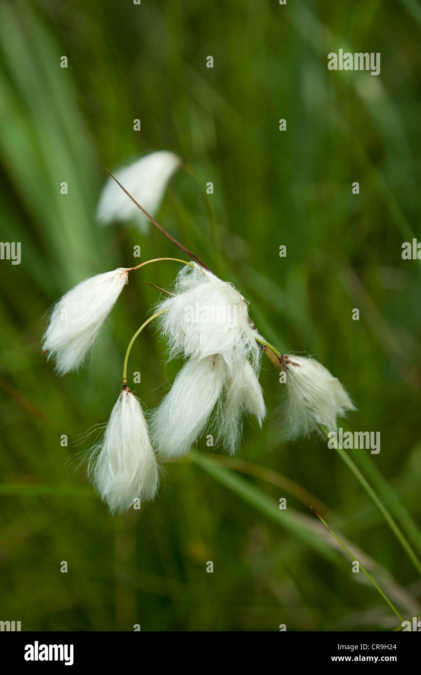 fructification cotton-grass in grass on bog Stock Photo - Alamy
