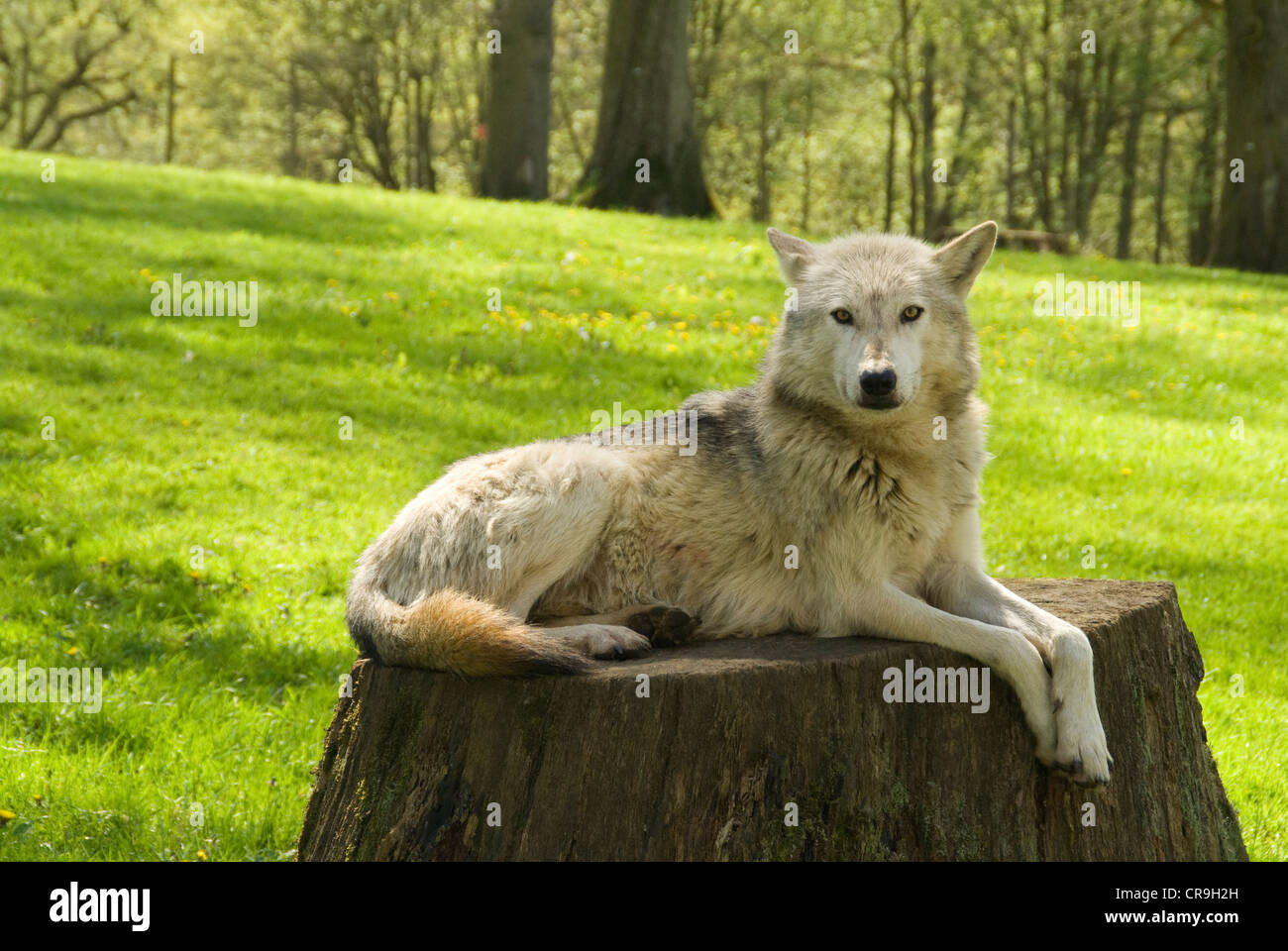 Relaxed but watchful wolf just checking us as we go on our way Stock ...
