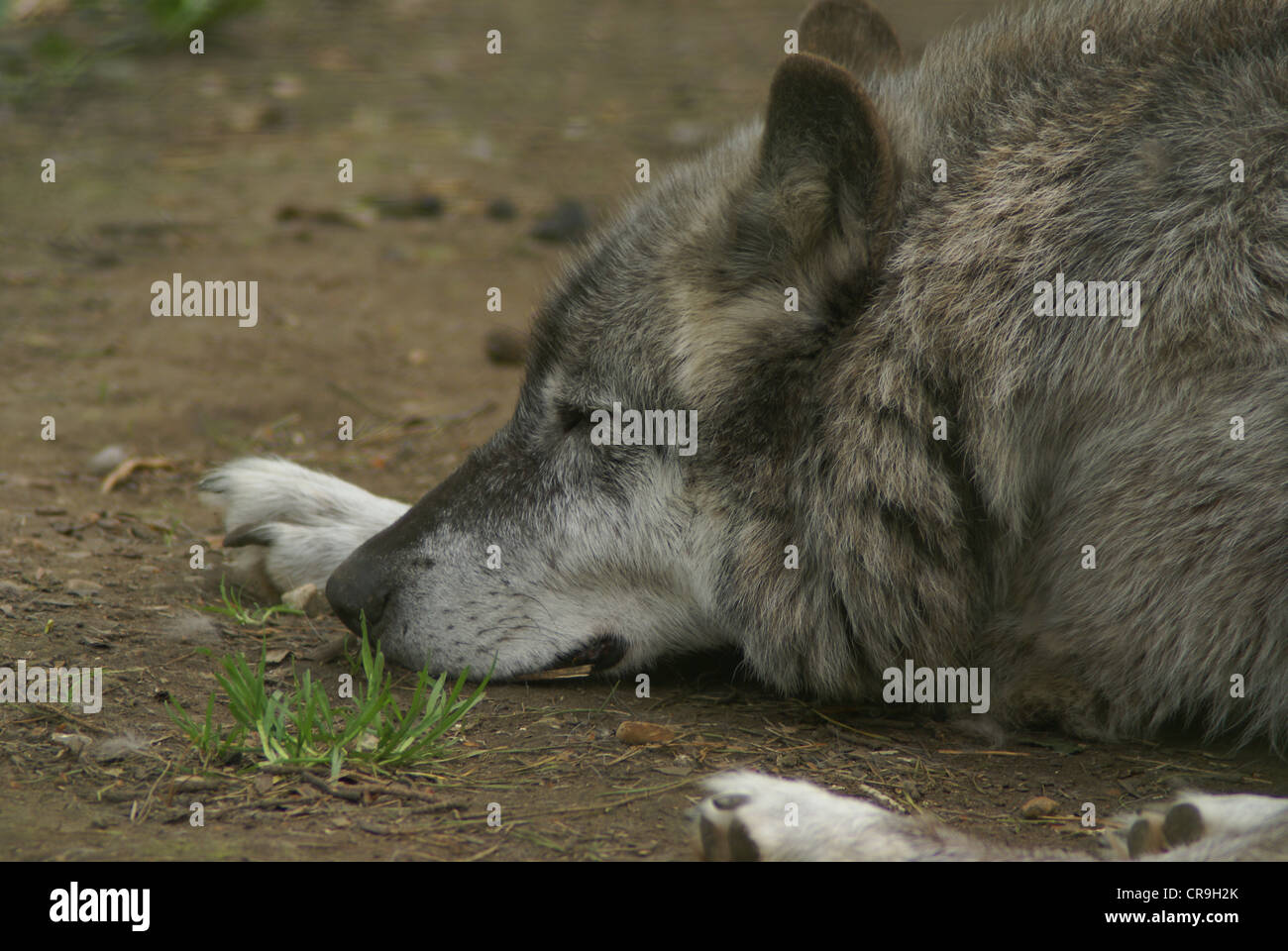 Sleeping wolf hi-res stock photography and images - Alamy