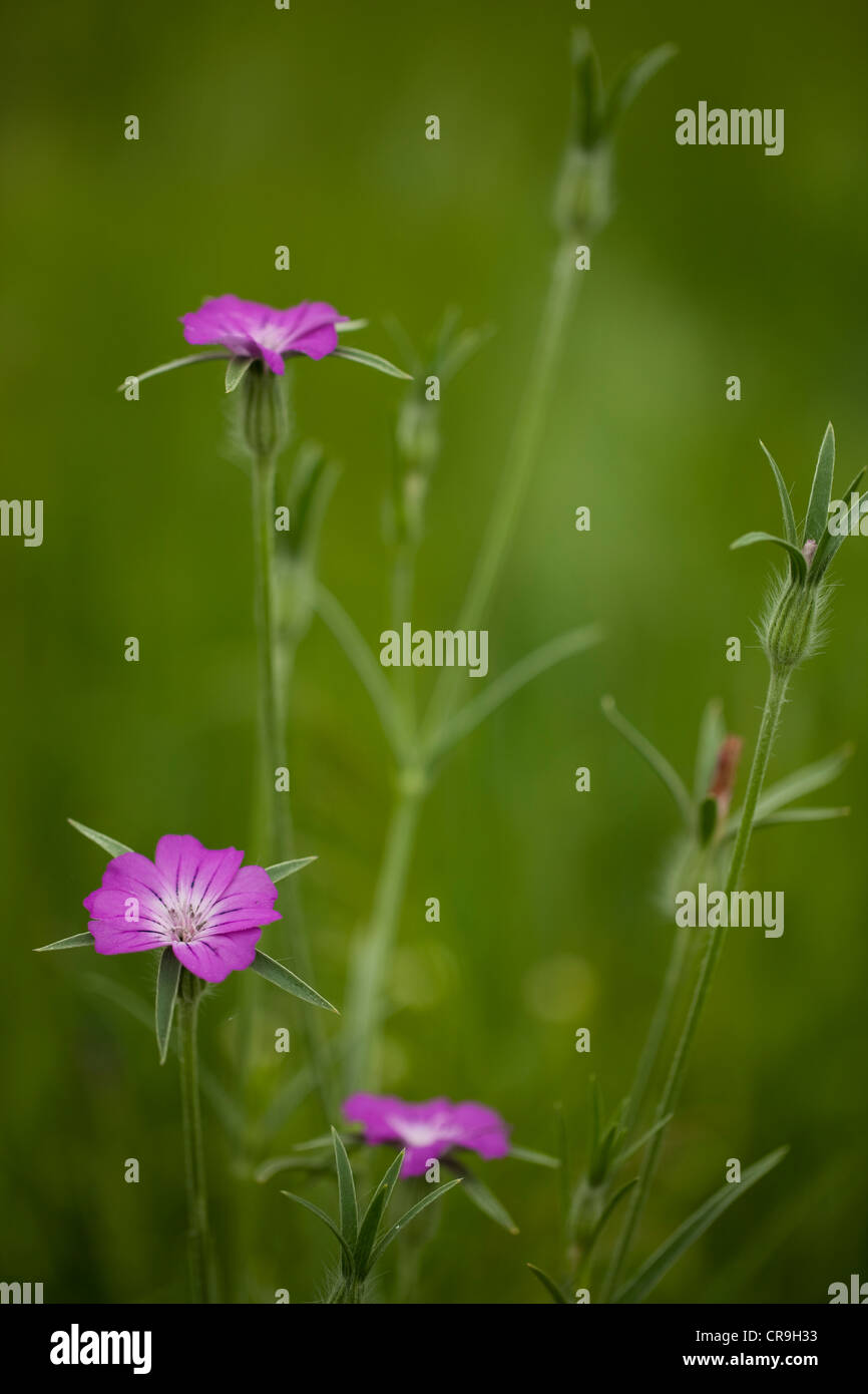 Purple Flower Agrostemma Githago Growing In Cereal Stock Photo Alamy
