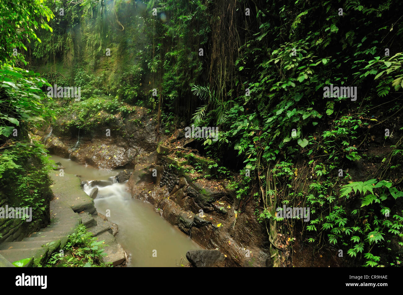Ubud Monkey forest, Ubud, Bali, Indonesia, Asia Stock Photo - Alamy